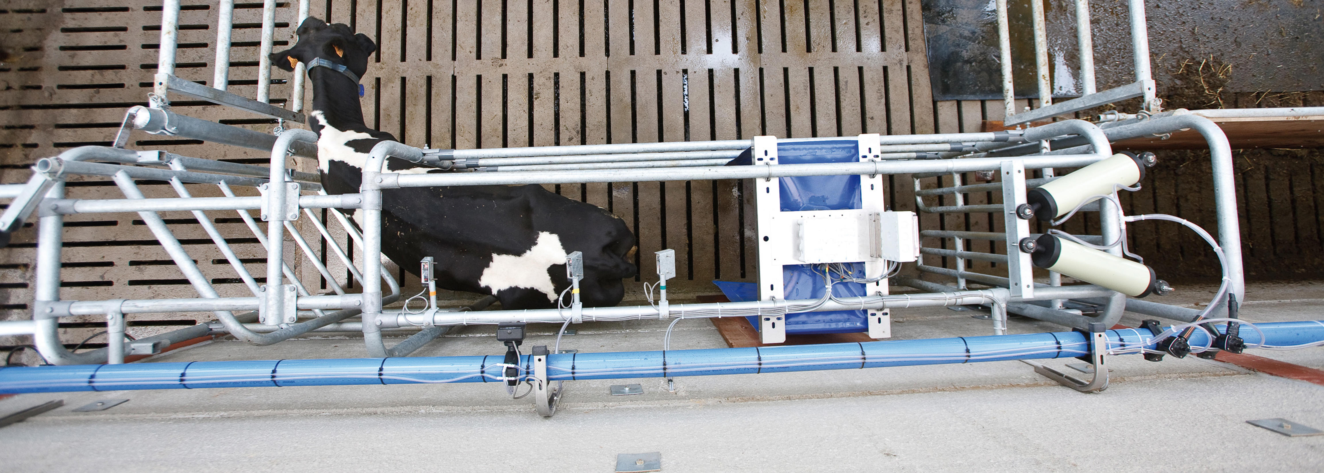 Tráfico de las vacas - DeLaval