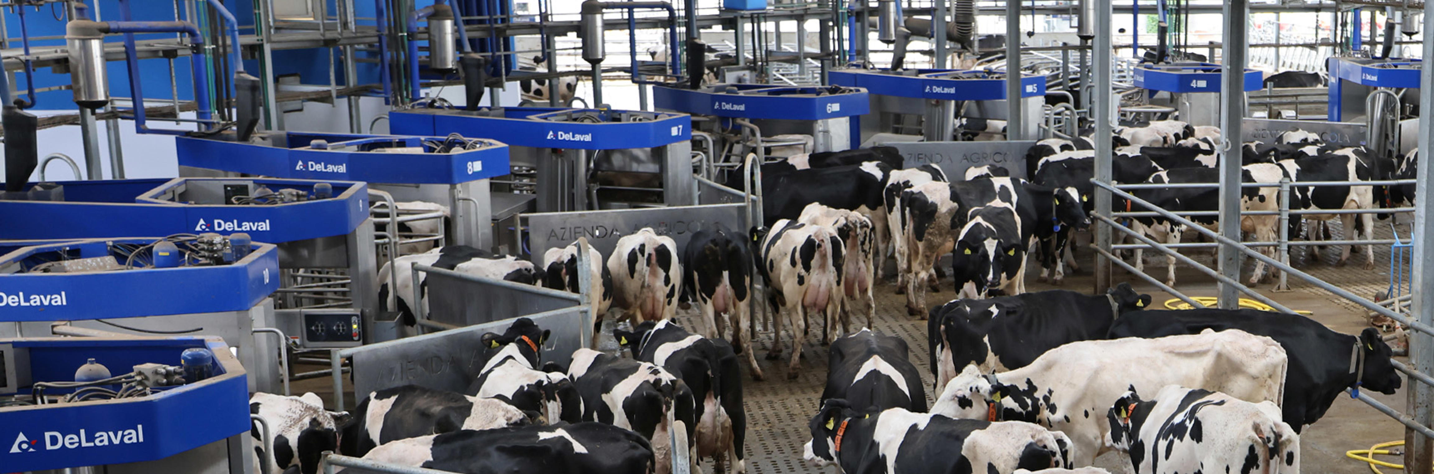 In Italia, uno dei sistemi Batch Milking di DeLaval più grande d’Europa ...