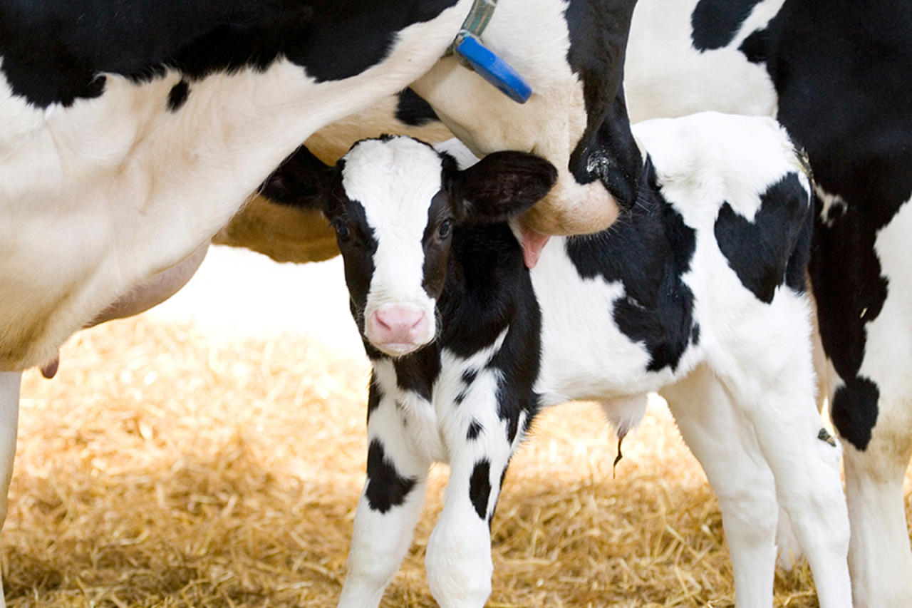 DeLaval RePro™ - DeLaval