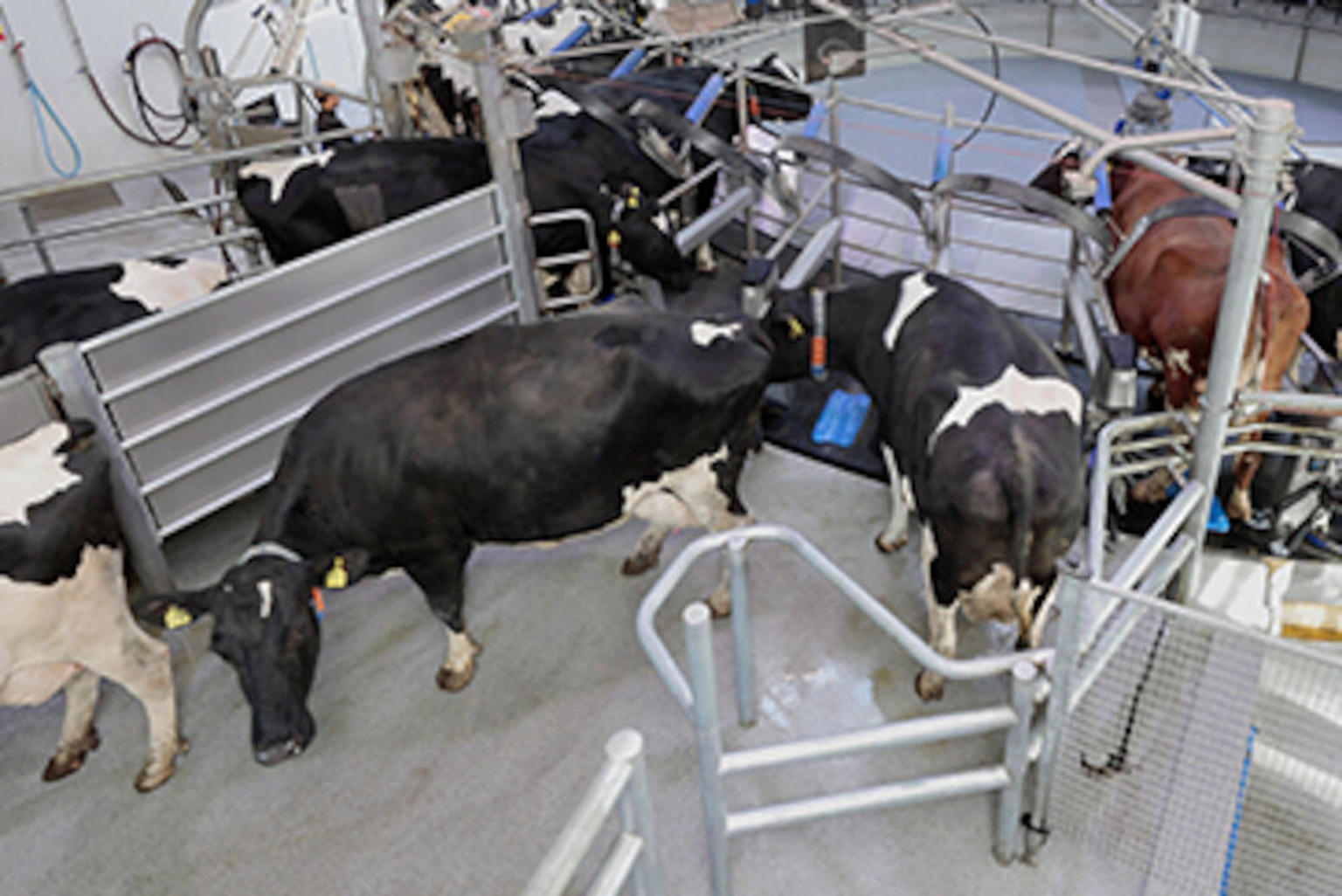 DeLaval Rotary E300 - DeLaval
