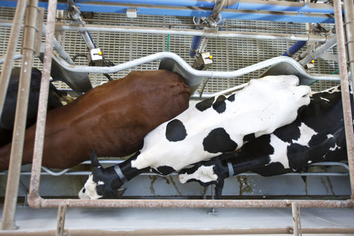 DeLaval Visgraat melkstal 30 graden - DeLaval