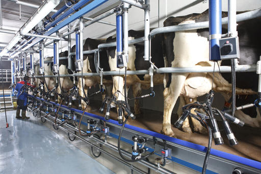 DeLaval Visgraat melkstal 30 graden - DeLaval