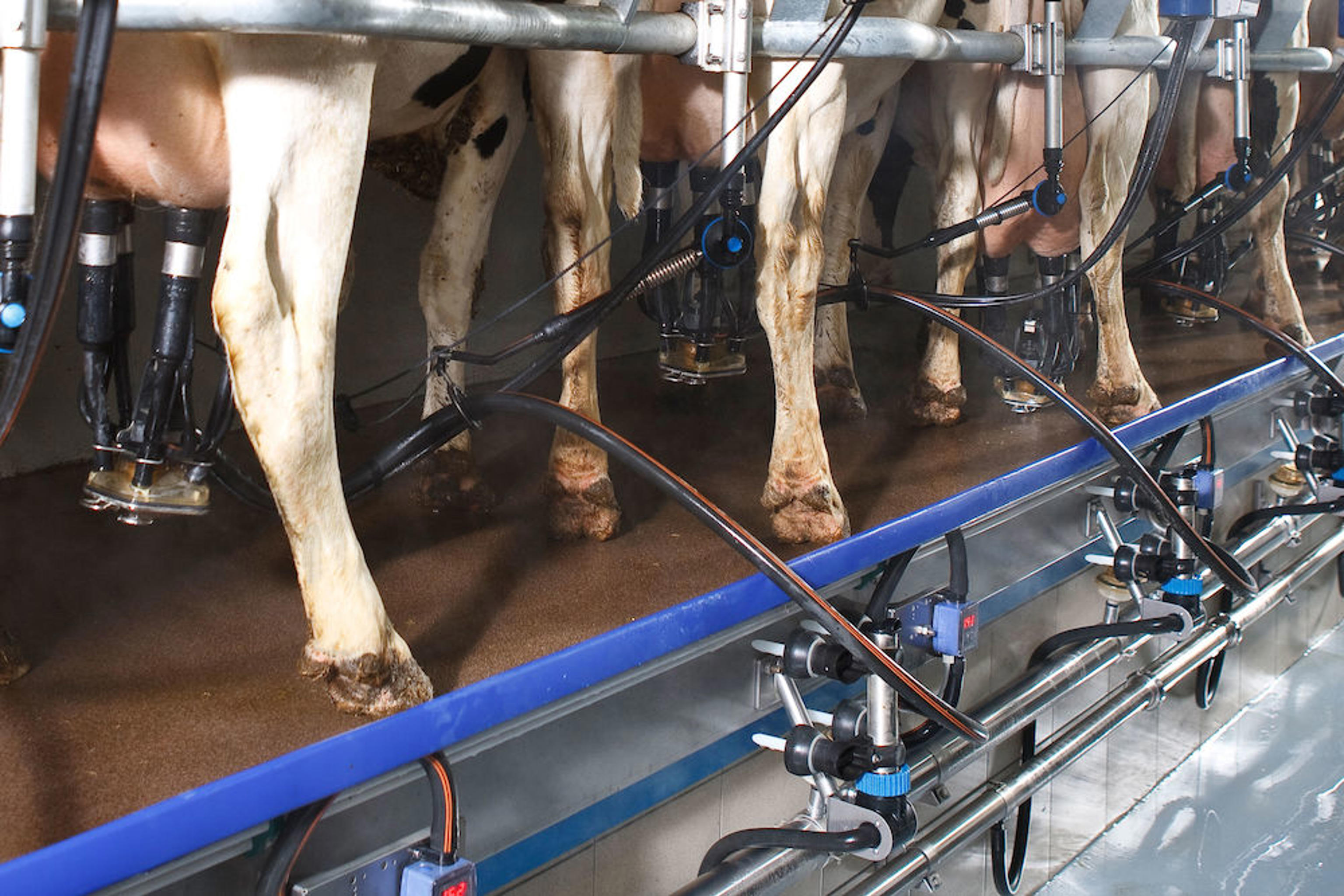 Ponto de ordenha - DeLaval